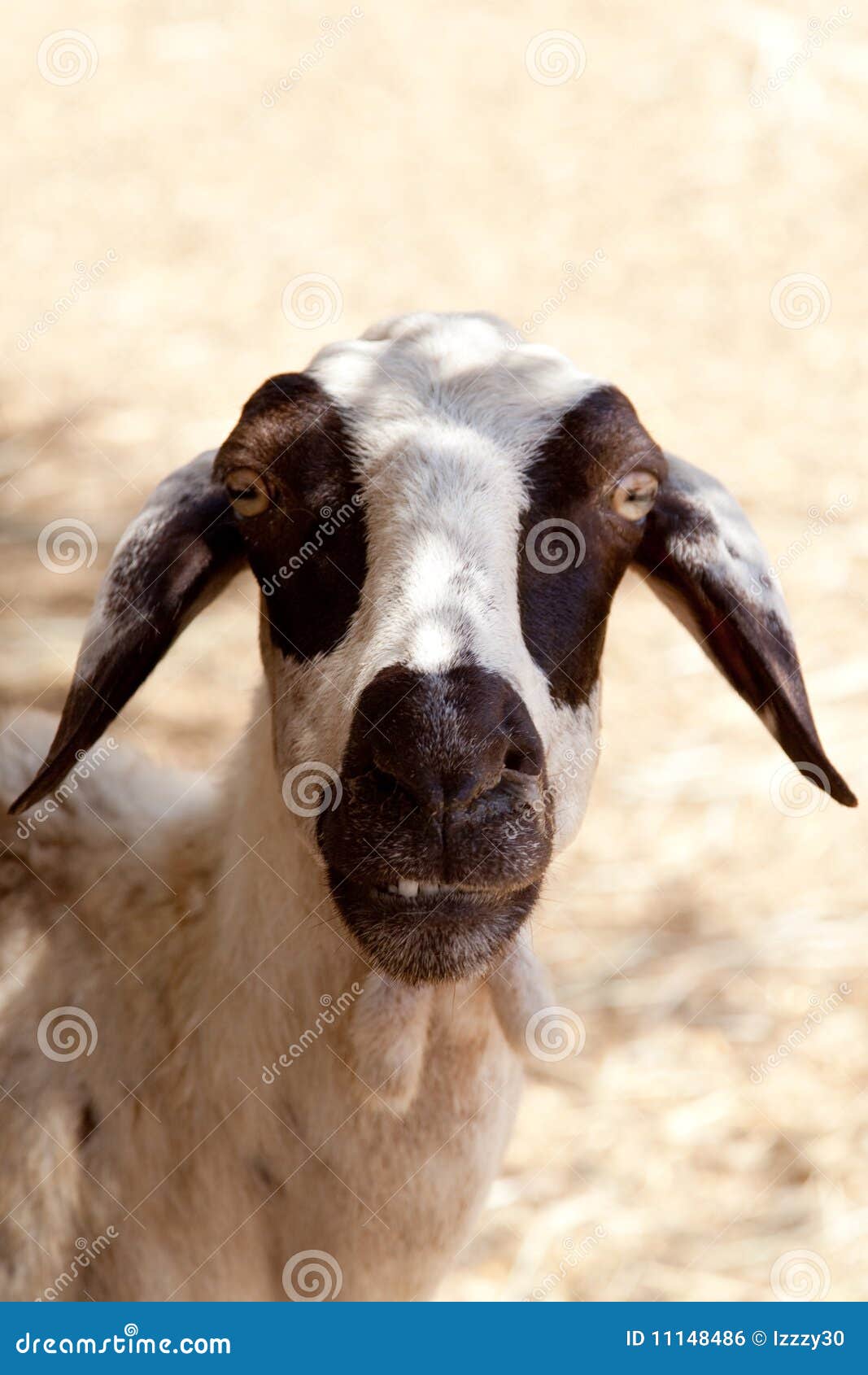Funny Sheep Making Eye Contact Stock Photo - Image of mammals, patch ...