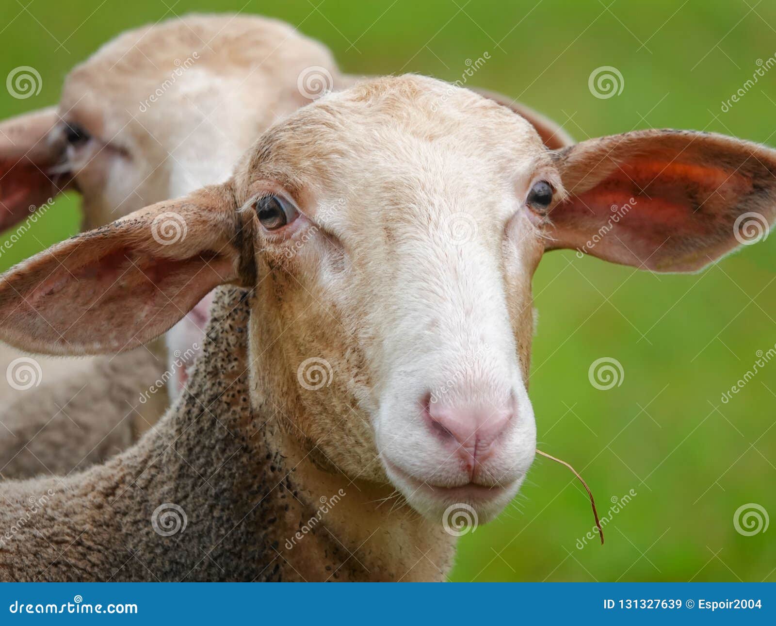 Sheep Teeth Royalty-Free Stock Image | CartoonDealer.com #48144286