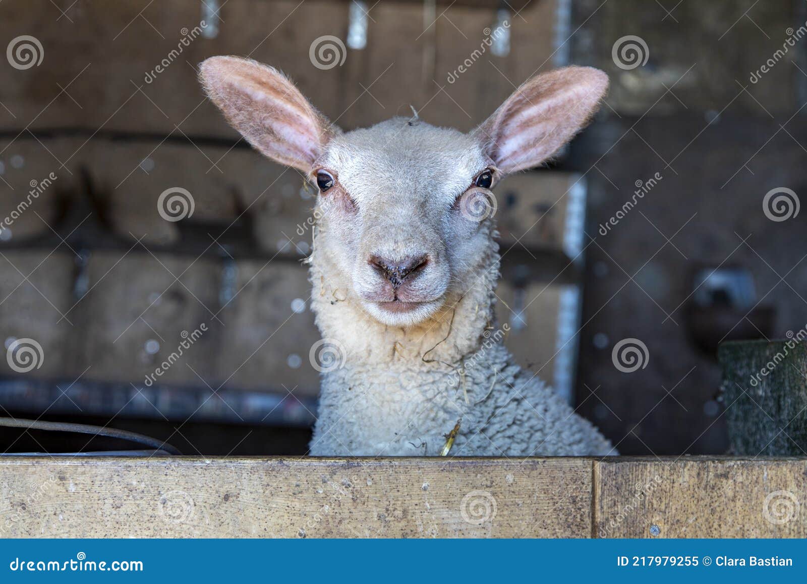 Surprised Sheep On A Very Snowy Day With Big Snow Flakes On Shetland ...