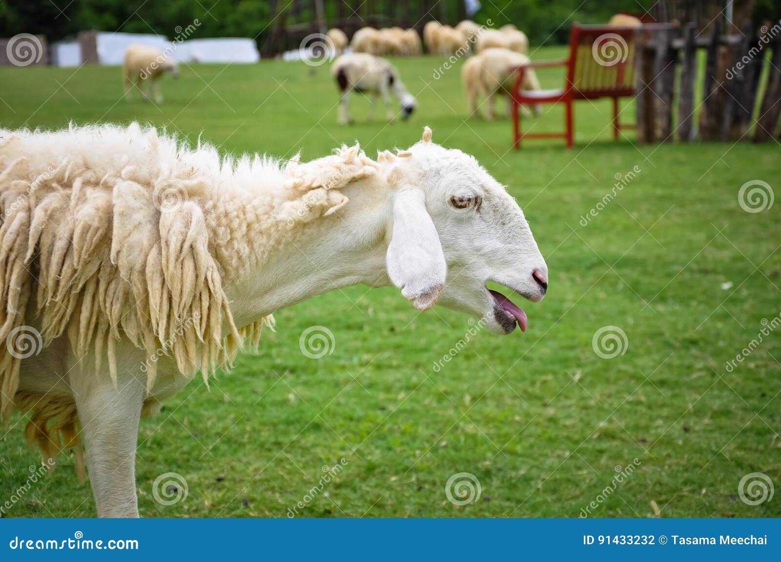 Funny Sheep Stock Photos - Download 6,748 Royalty Free Photos