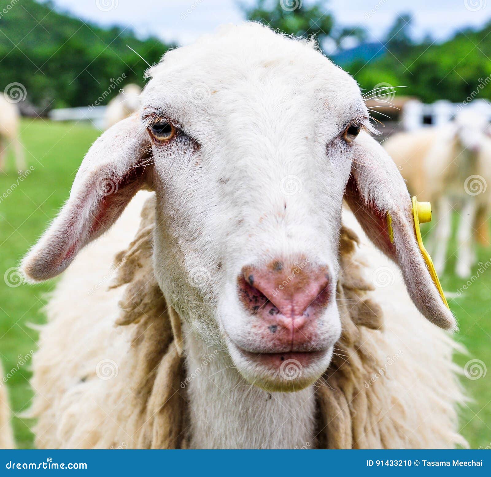 Funny Sheep stock photo. Image of summer, eyes, circle - 91433210