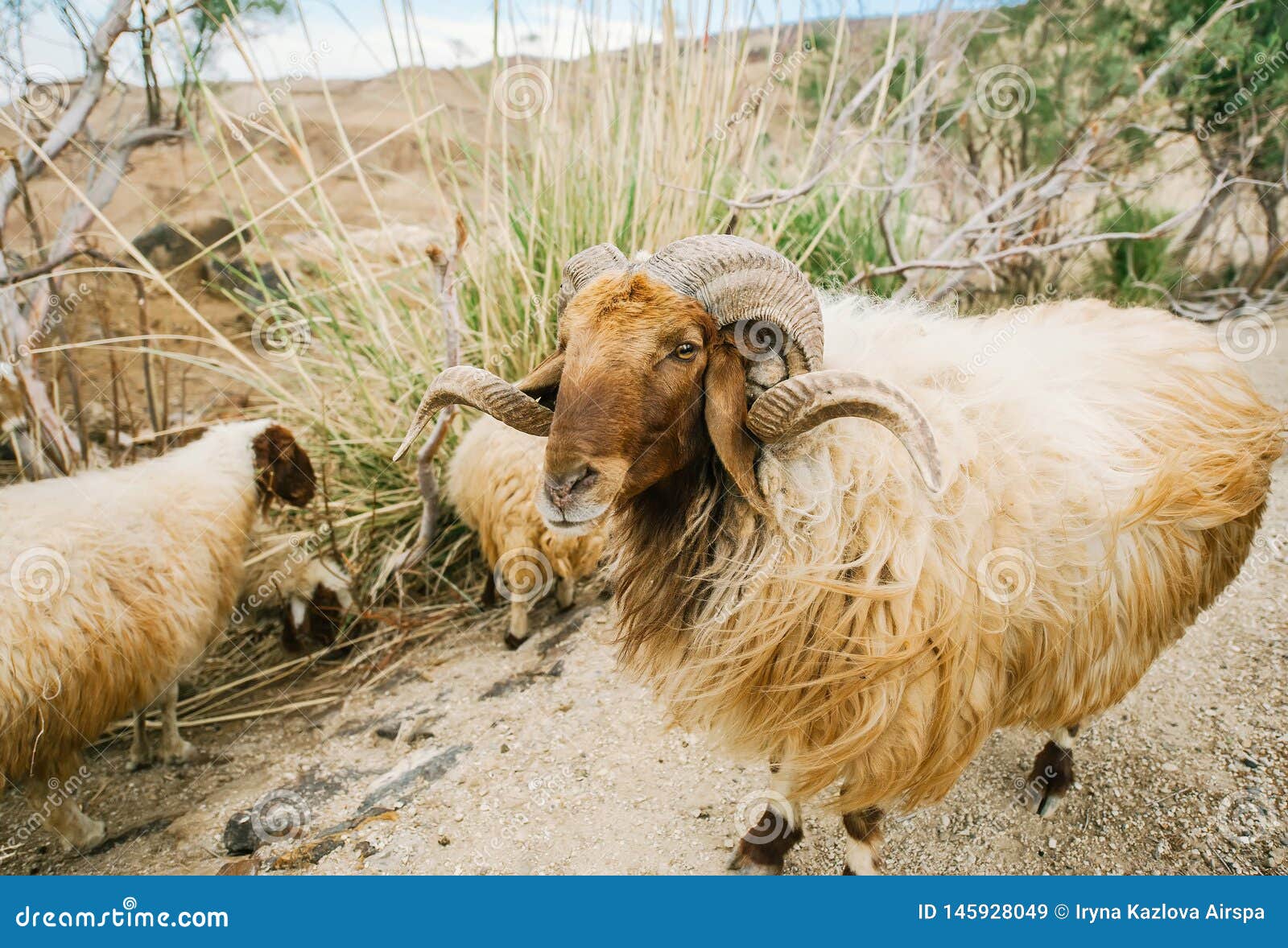 A Funny Sheep Posing on Pasture, Hill in Jordan Stock Image - Image of ...