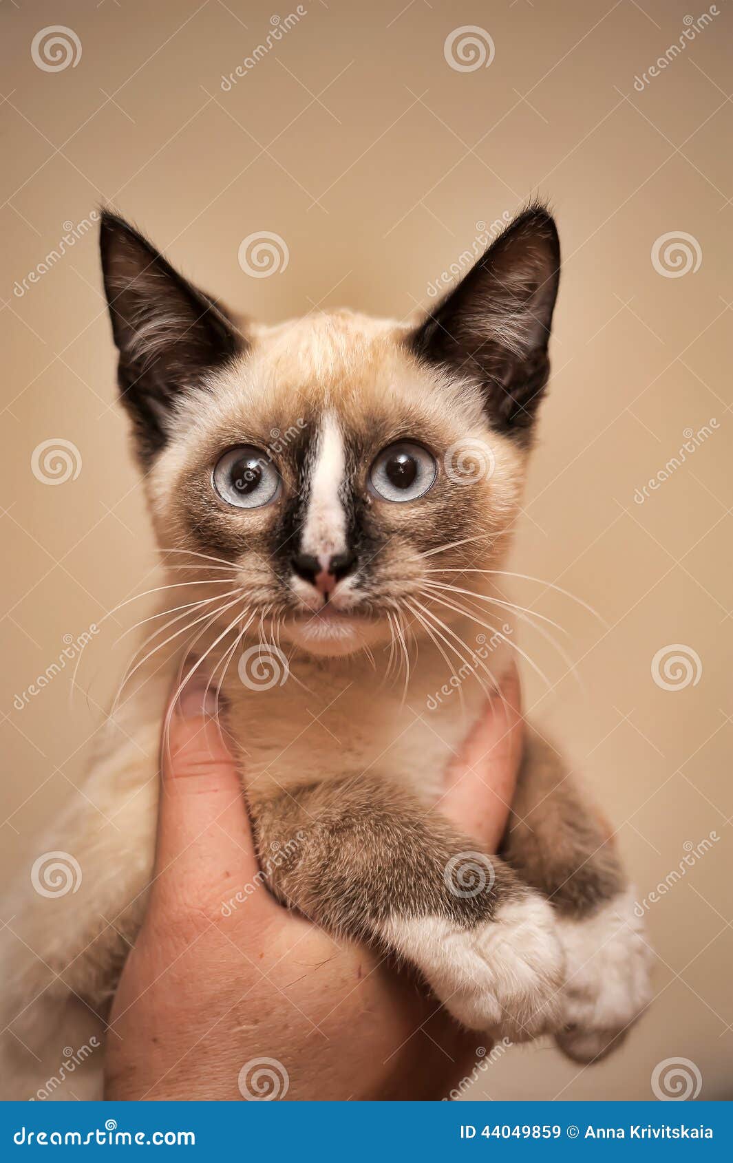 Funny Siamese Kitten in Arms Stock Image - Image of close, gray: 44049859