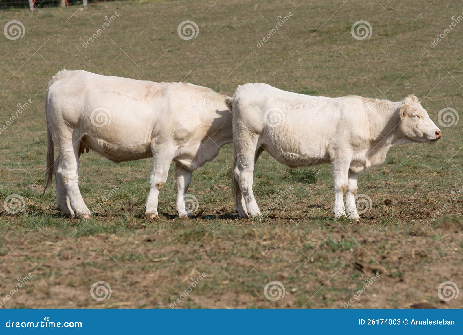 Funny Side View of Two Big Cows Stock Image - Image of milk, nice: 26174003