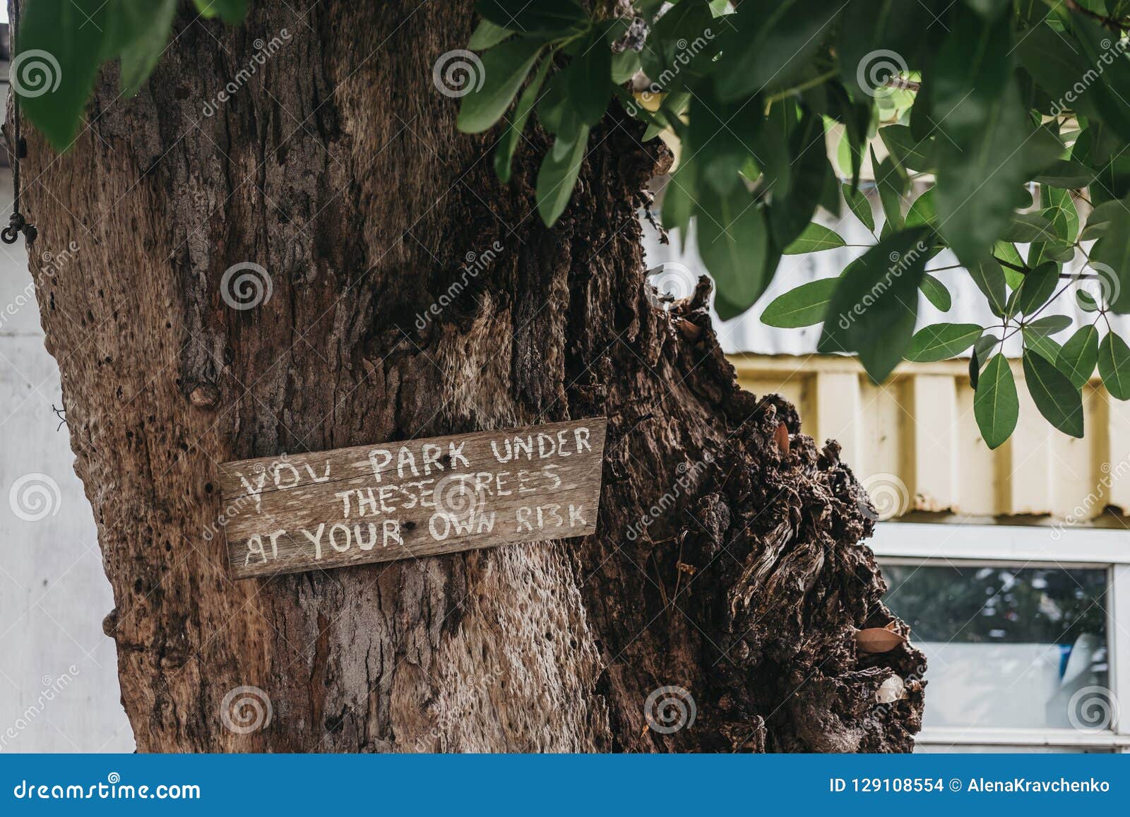 Funny Sign on a Tree in Barbados. Stock Photo - Image of plant, wooden ...
