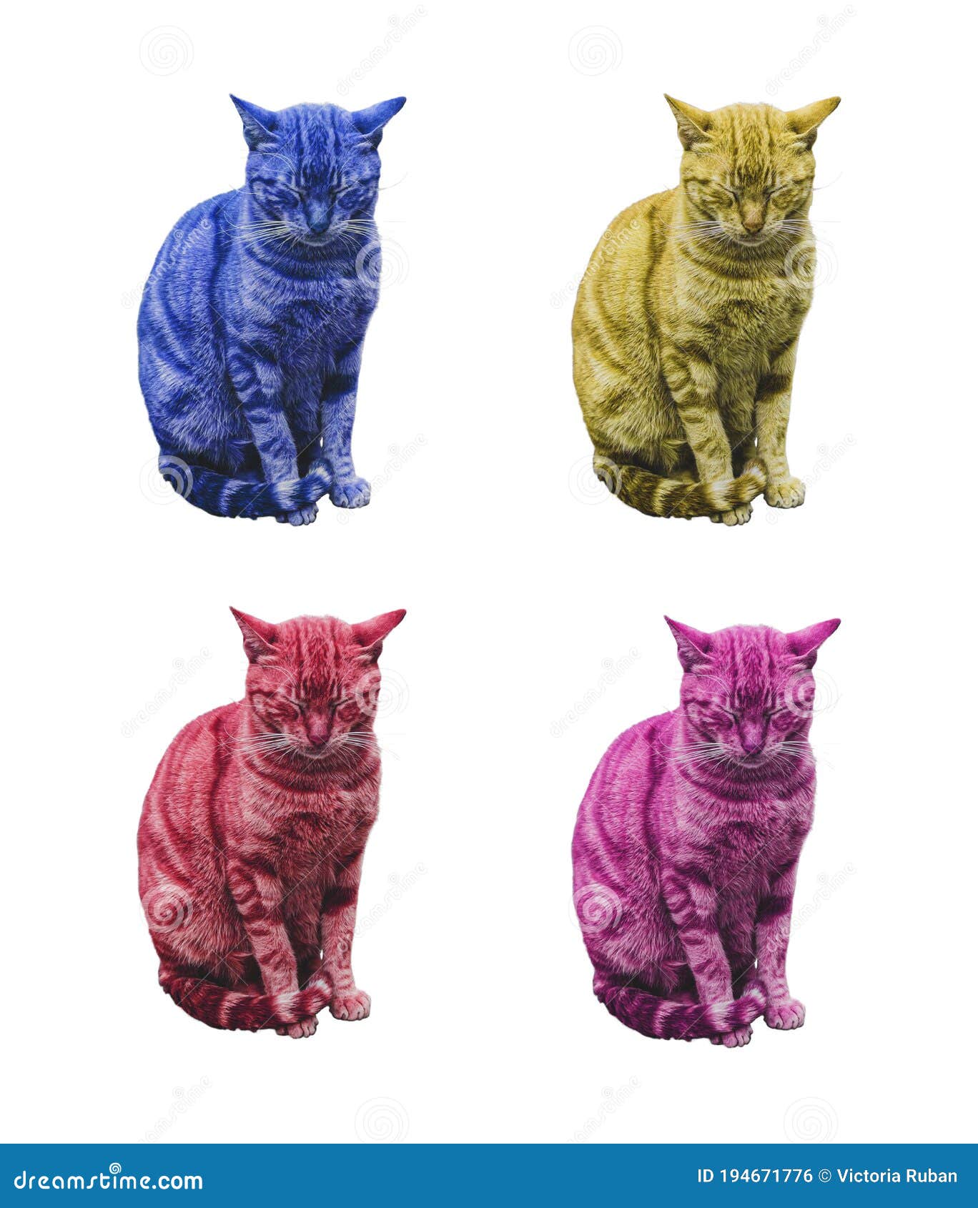 A Funny Sitting Multicolor Cats with Closed Eyes Stock Photo - Image of ...