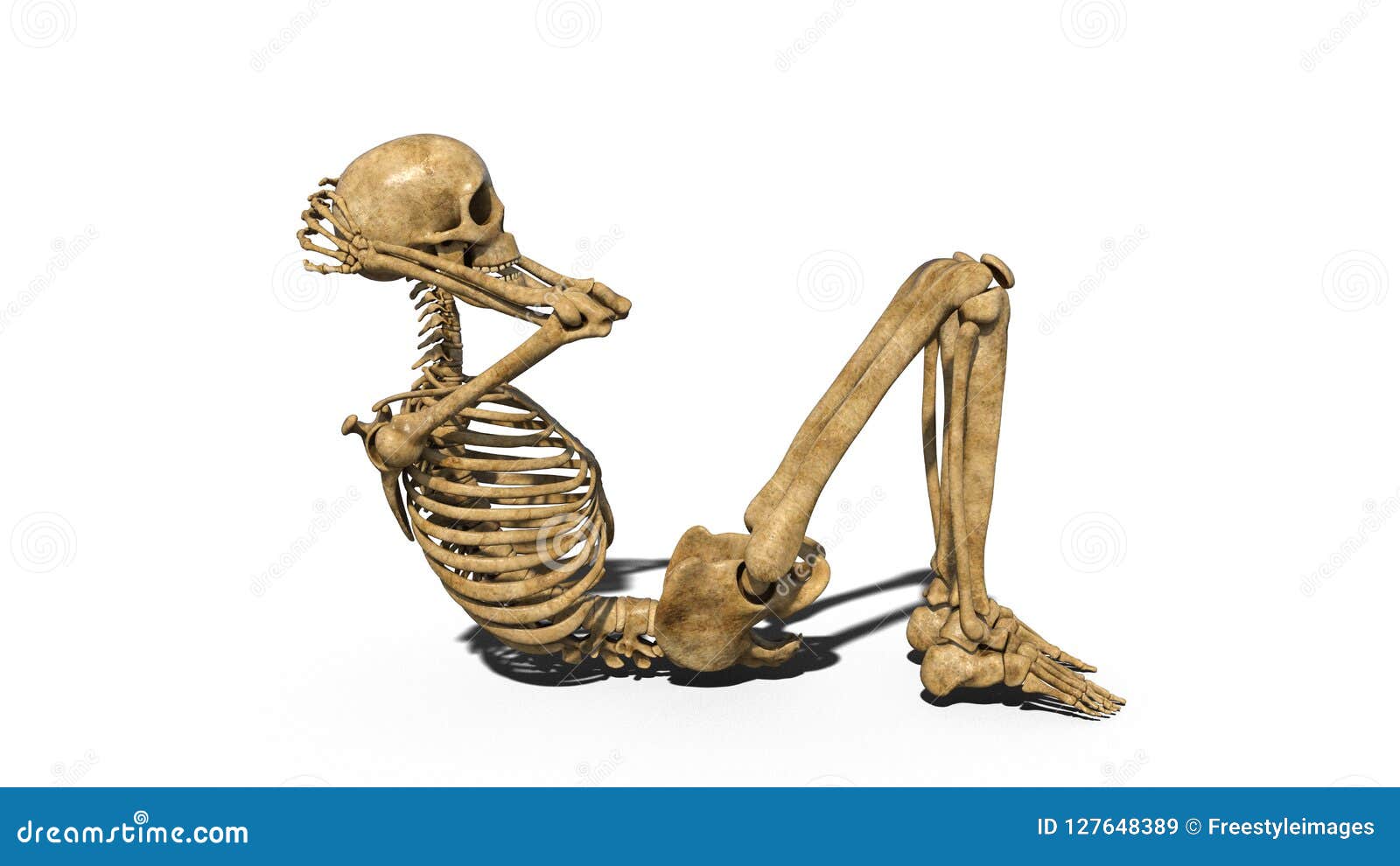 Funny Skeleton Flexing Arm Muscles, Human Skeleton Isolated On White ...