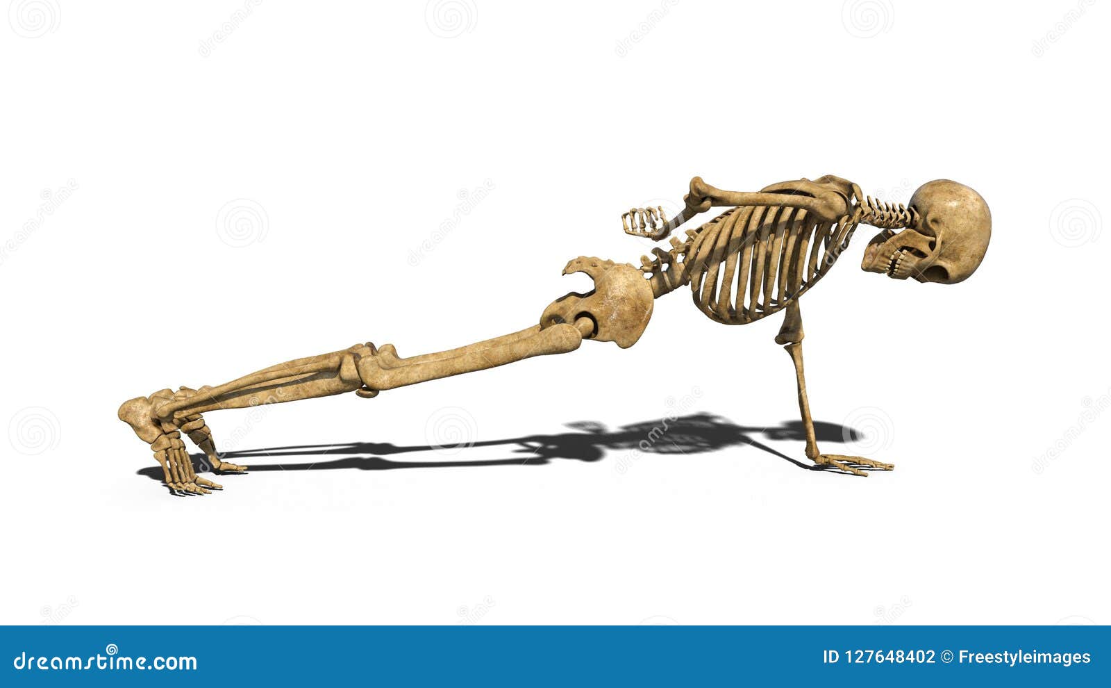 Funny Skeleton Doing Push-ups On One Arm, Human Skeleton Exercising ...