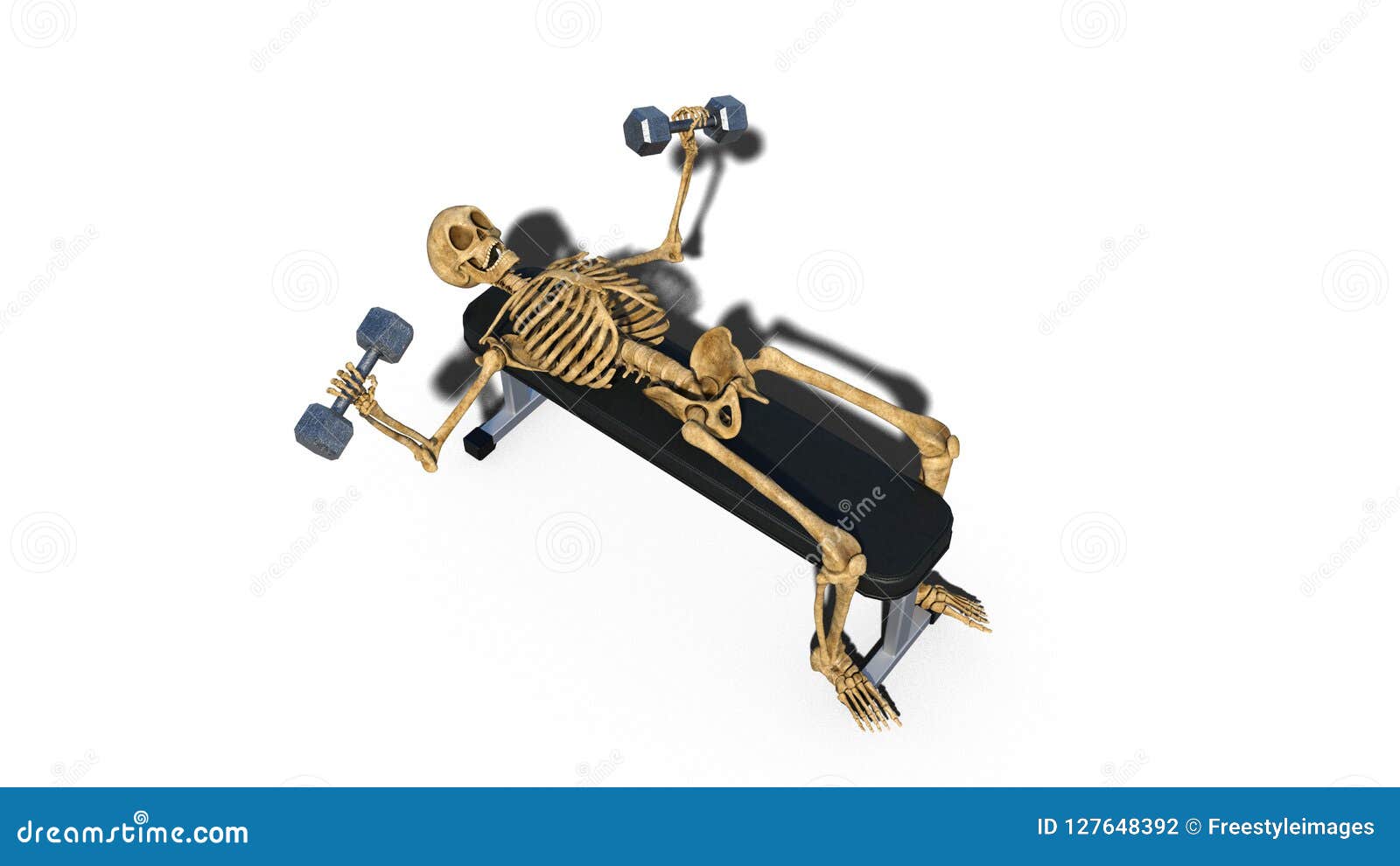 Funny Skeleton Lifting Weights on Bench, Human Skeleton Exercising on ...