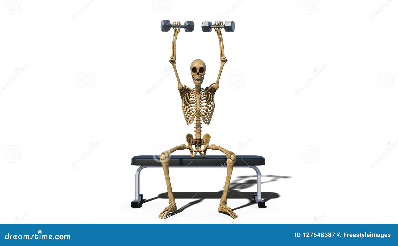 Funny Skeleton Lifting Weights on Bench, Human Skeleton Exercising on ...