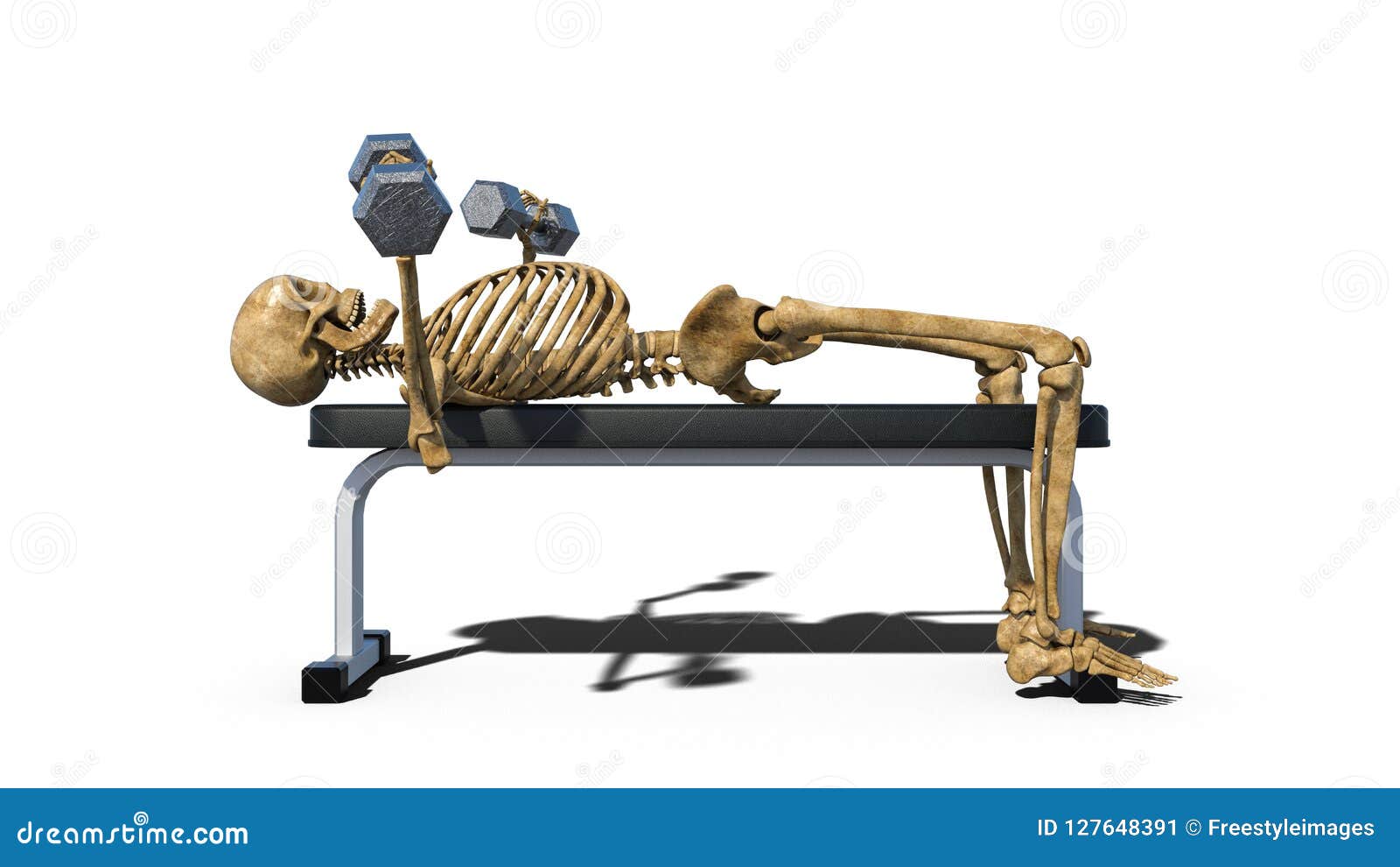 Funny Skeleton Lifting Weights on Bench, Human Skeleton Exercising on ...