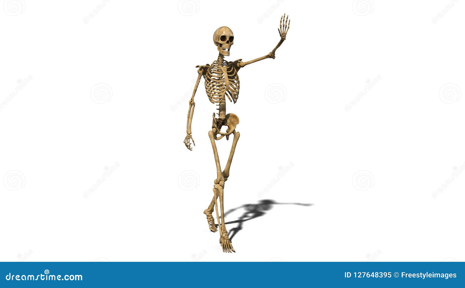 Funny Skeleton Waving and Smiling, Walking Human Skeleton Isolated on ...