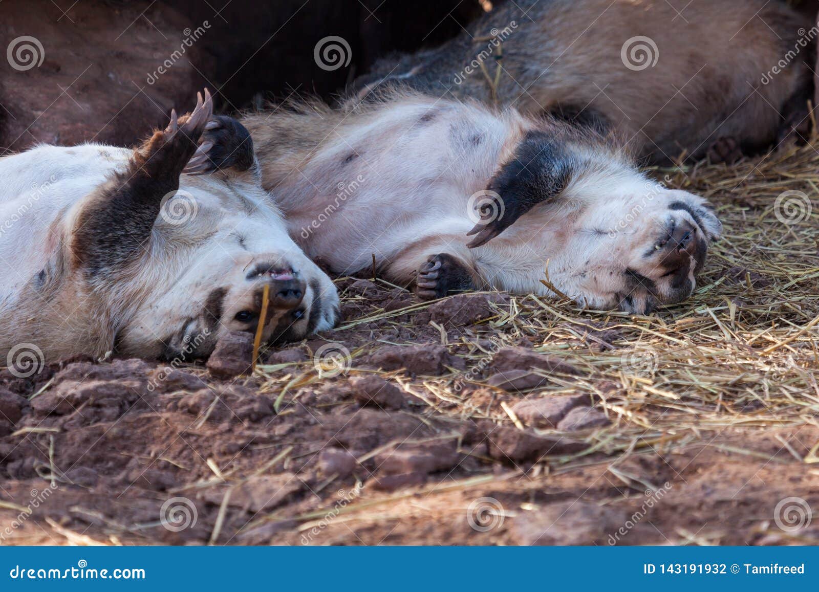 Funny Sleeping Badgers stock photo. Image of calm, captive - 143191932