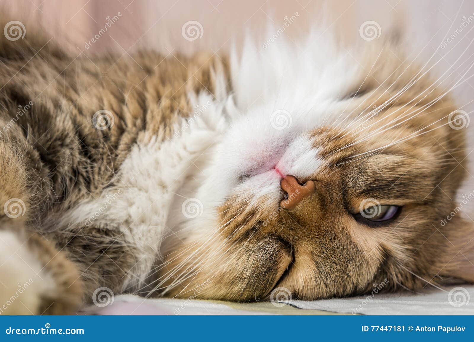 Funny Sleeping Cat S Face Closeup Photo Stock Image - Image of fluffy ...
