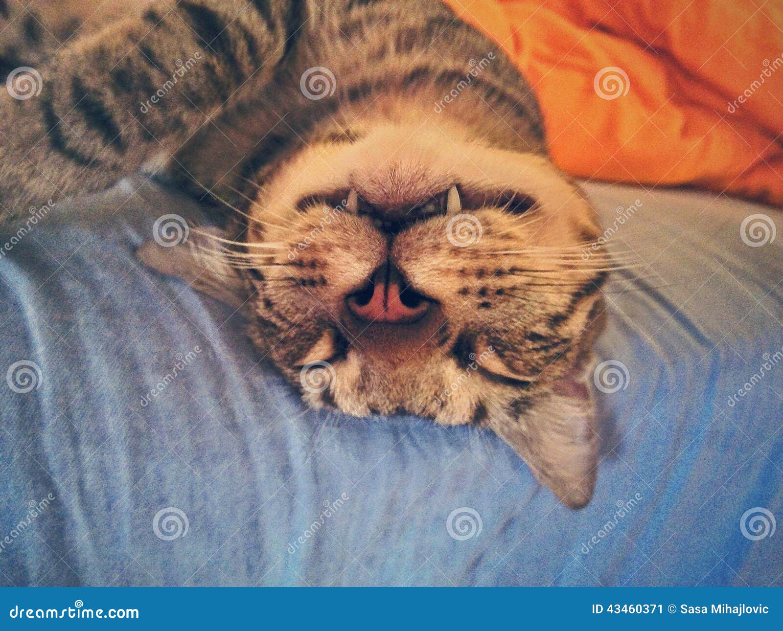 Funny sleeping cat stock image. Image of mile, blue, closed - 43460371