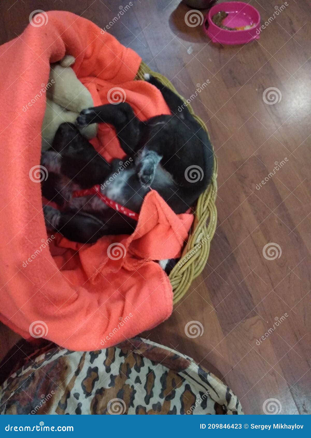 Funny sleeping dog poses stock image. Image of footwear - 209846423