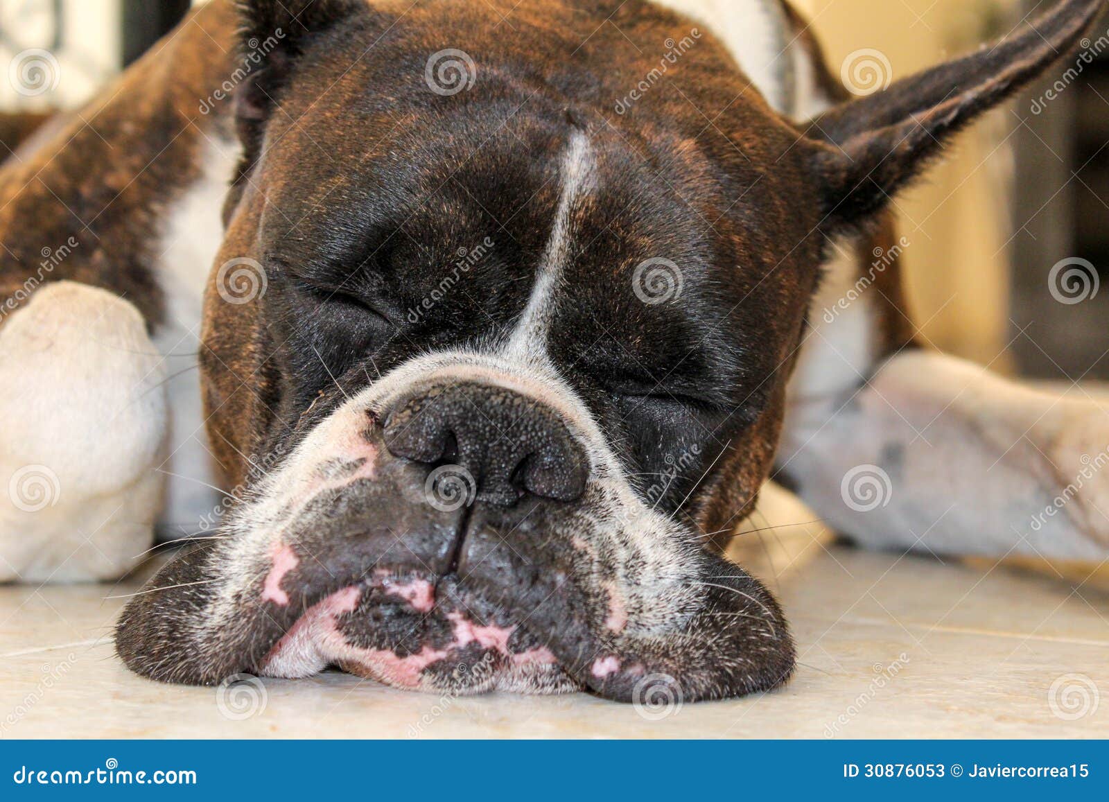 Funny sleeping dog stock image. Image of adorable, domestic - 30876053