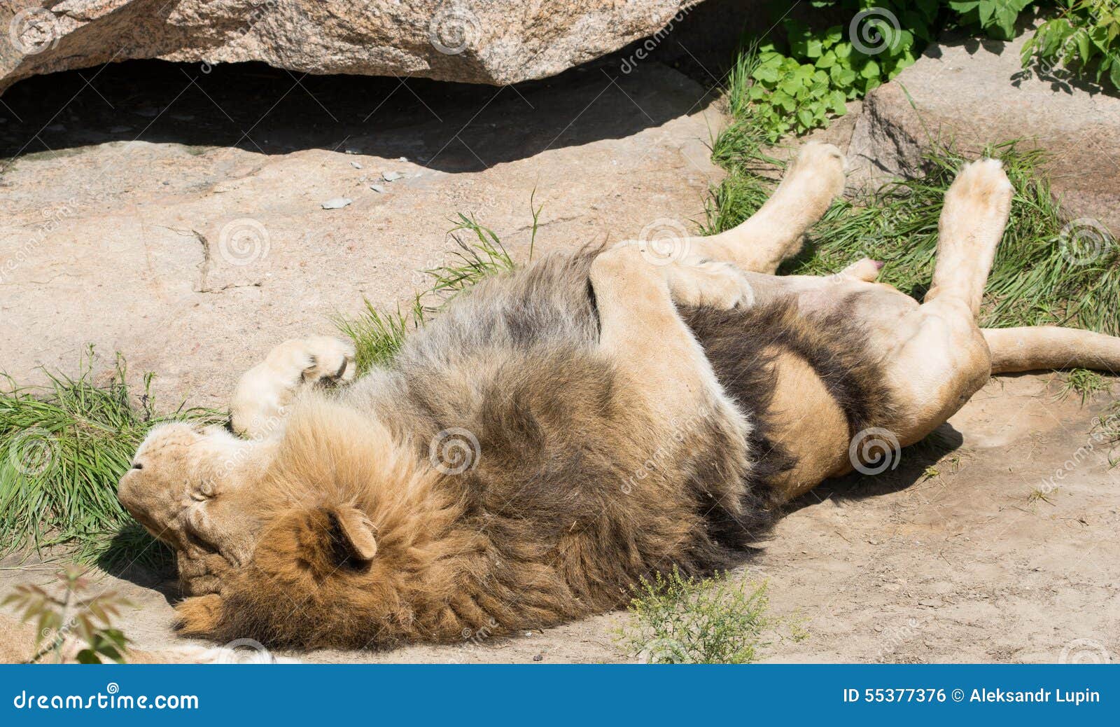 Funny sleeping lion stock photo. Image of lioness, predator - 55377376