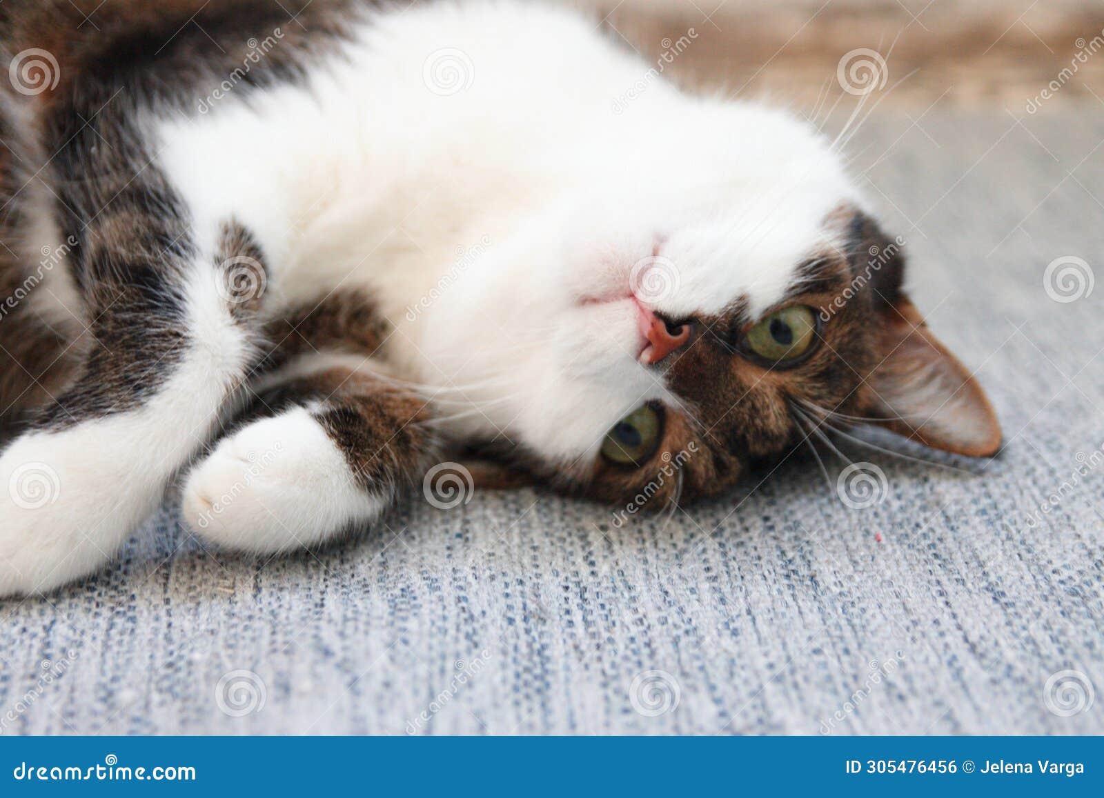 Funny sleepy cat stock photo. Image of whiskers, white - 305476456