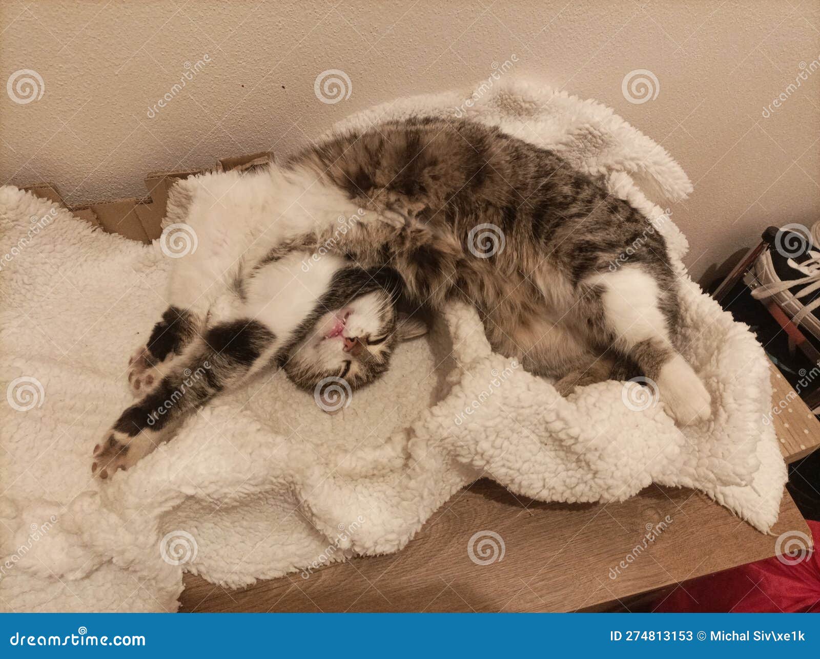 Funny sleepy cat stock image. Image of animal, carnivore - 274813153