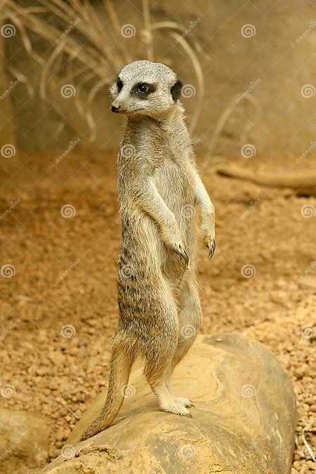 Funny small animal stock photo. Image of sight, animals - 14944842