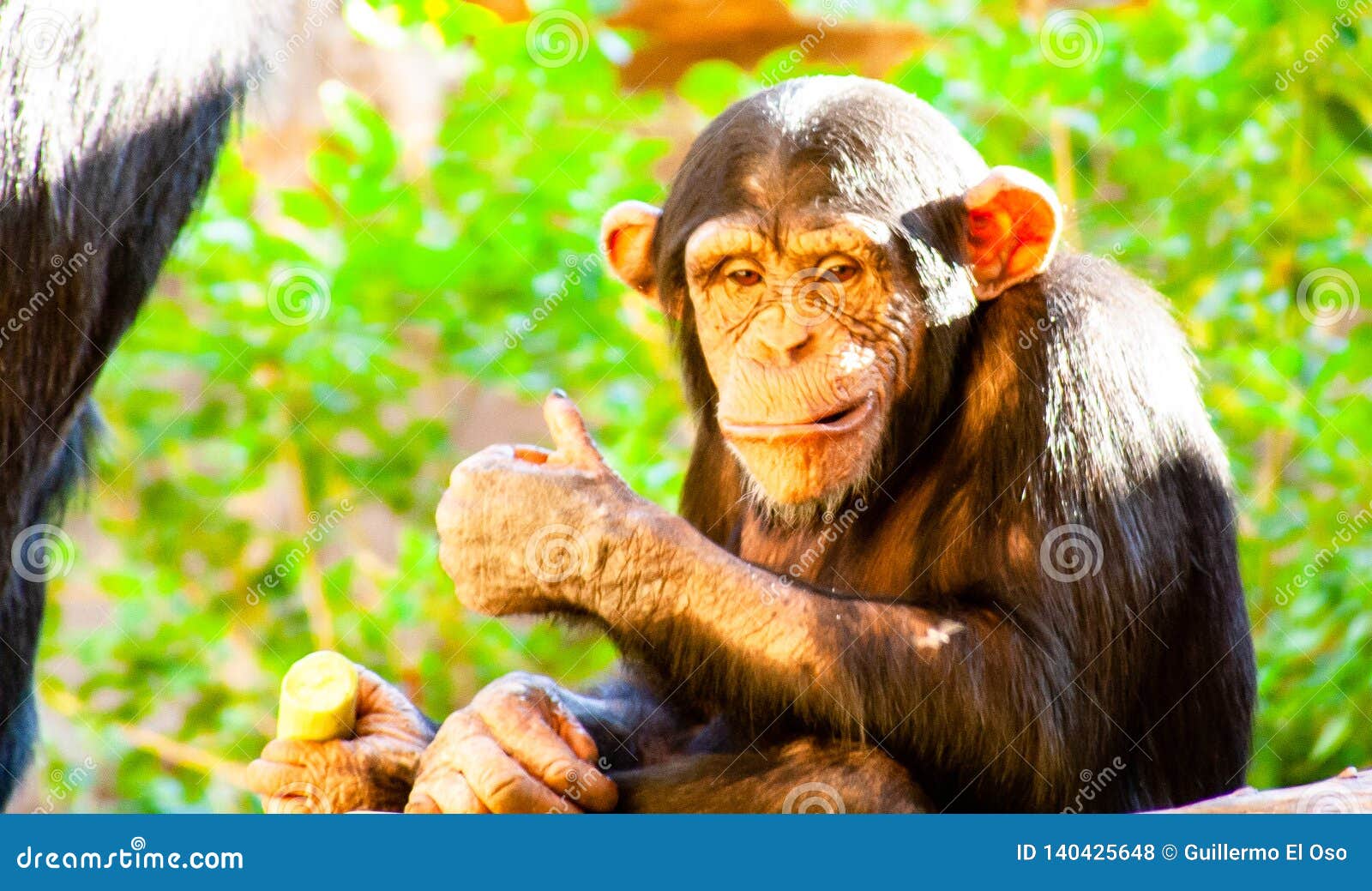 Funny Small Chimp Siting and Eating Stock Photo - Image of evolution ...