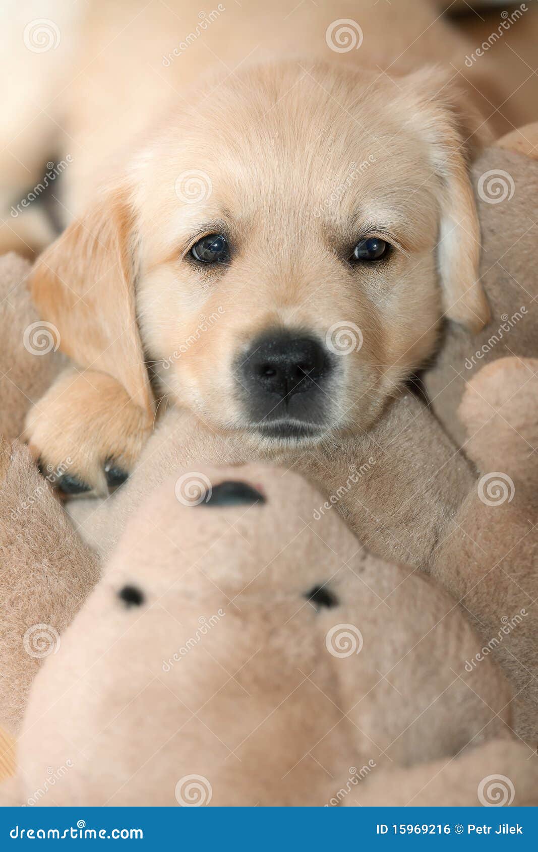 Funny small dog stock photo. Image of nice, retriever - 15969216