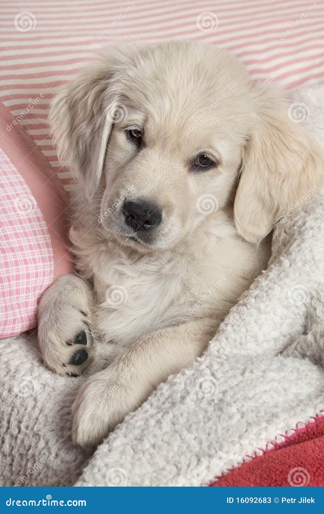 Funny small dog stock image. Image of friendship, animal - 16092683