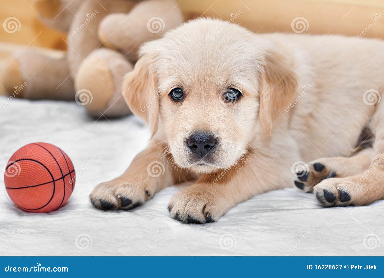 Funny small dog stock image. Image of friend, furry, purebred - 16228627