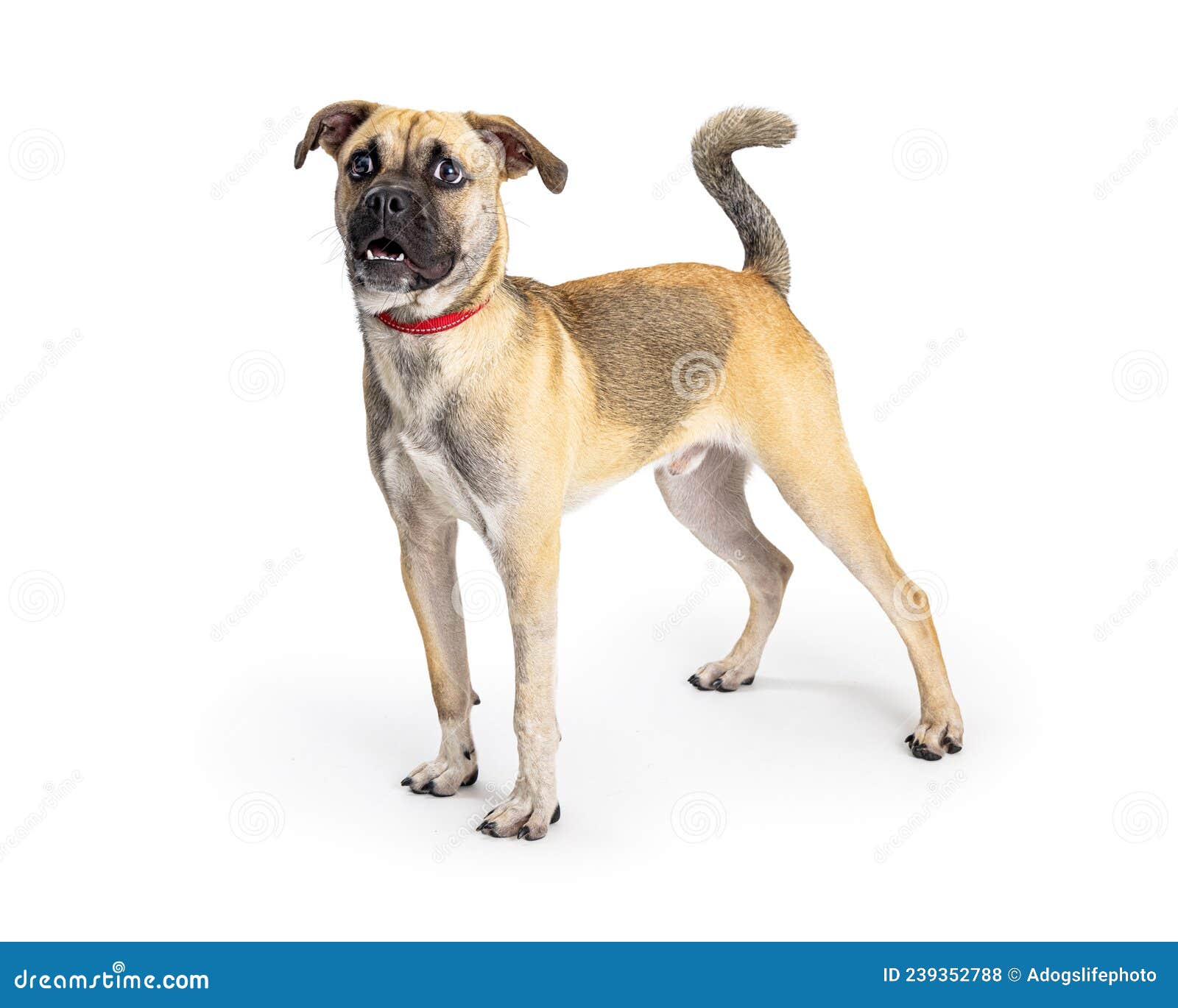 Funny Small Dog with Surprised Expression Stock Photo - Image of open ...