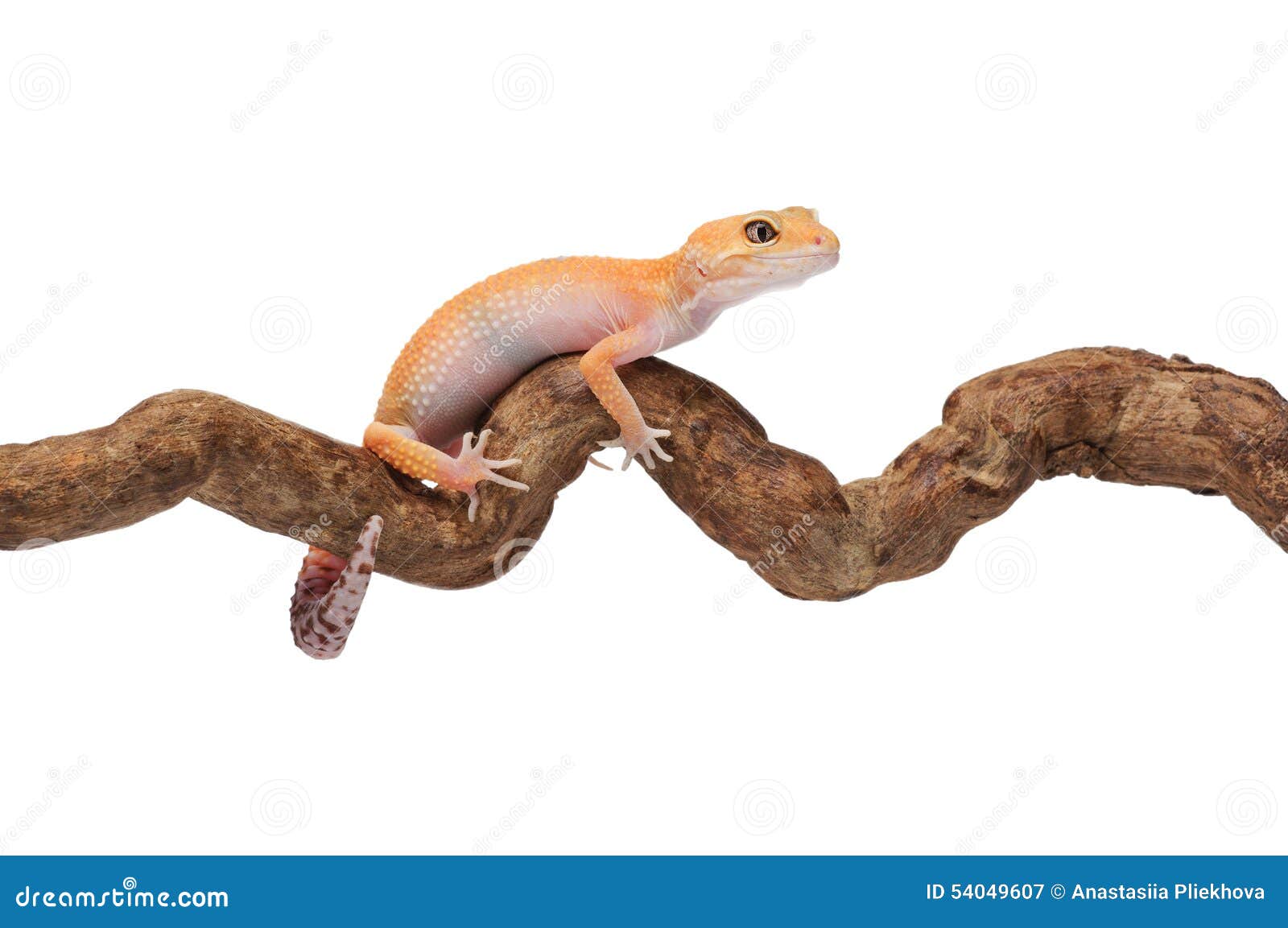Small Gecko On Leaf In Rainforest Royalty-Free Stock Photography ...