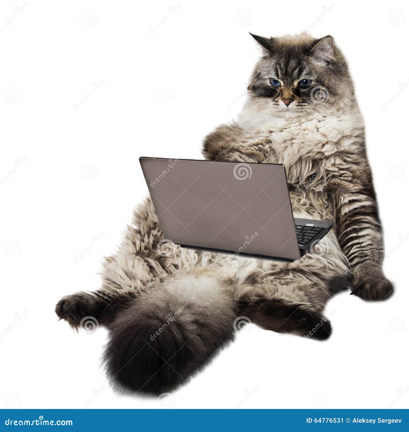 Funny smart cat stock image. Image of education, funny - 64776531
