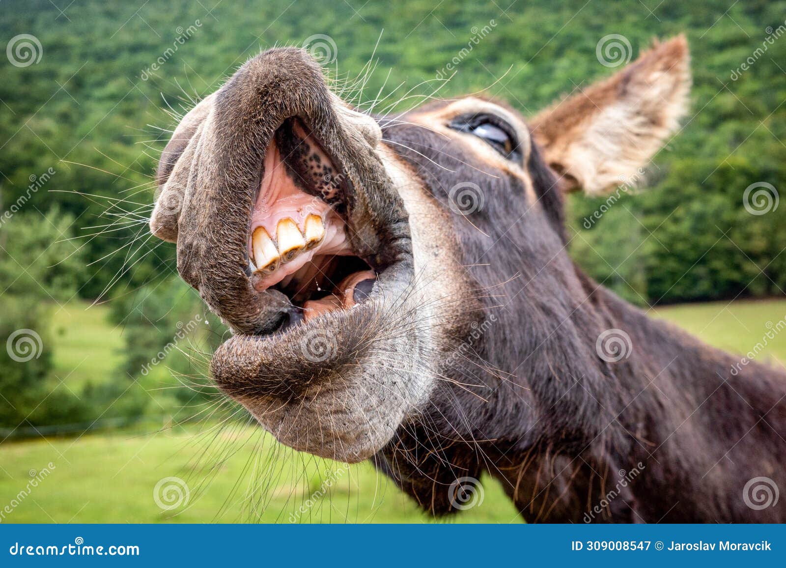Funny Smile of Donkey with Bared Teeth into the Camera Stock Image ...