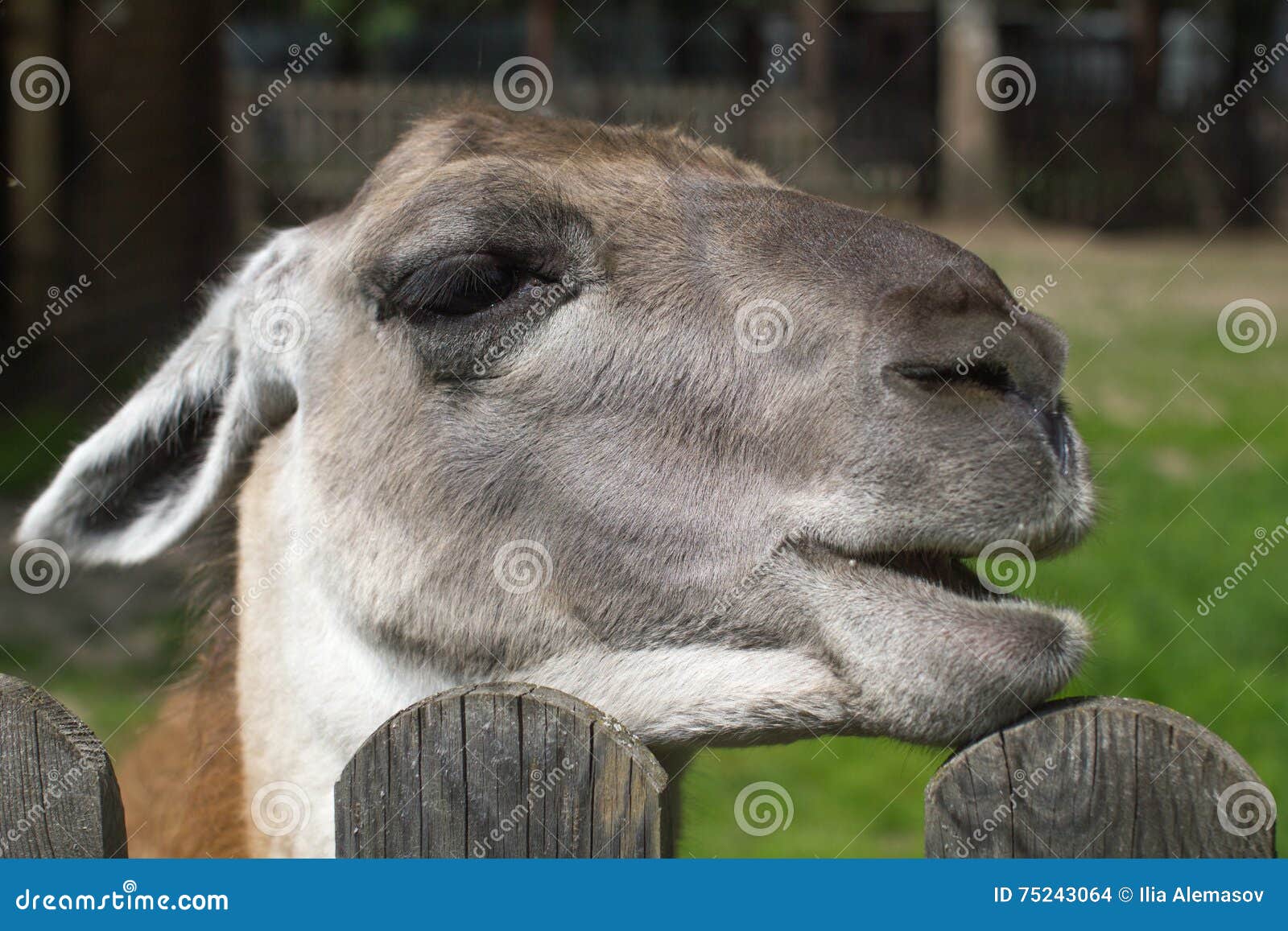 Funny smile lama face stock photo. Image of llama, animal - 75243064