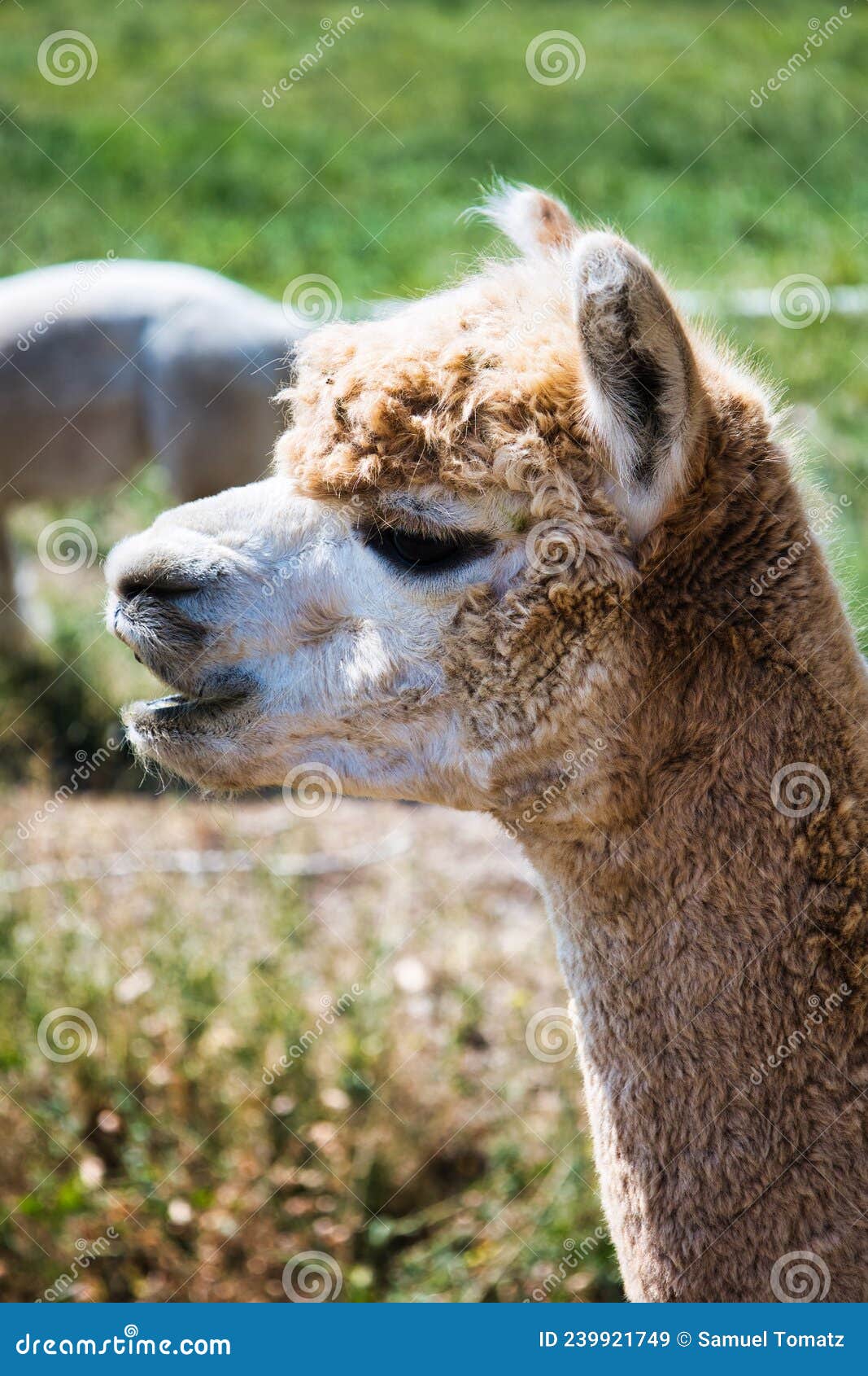 Smiling Alpaca in the wild stock image. Image of wildlife - 239921749