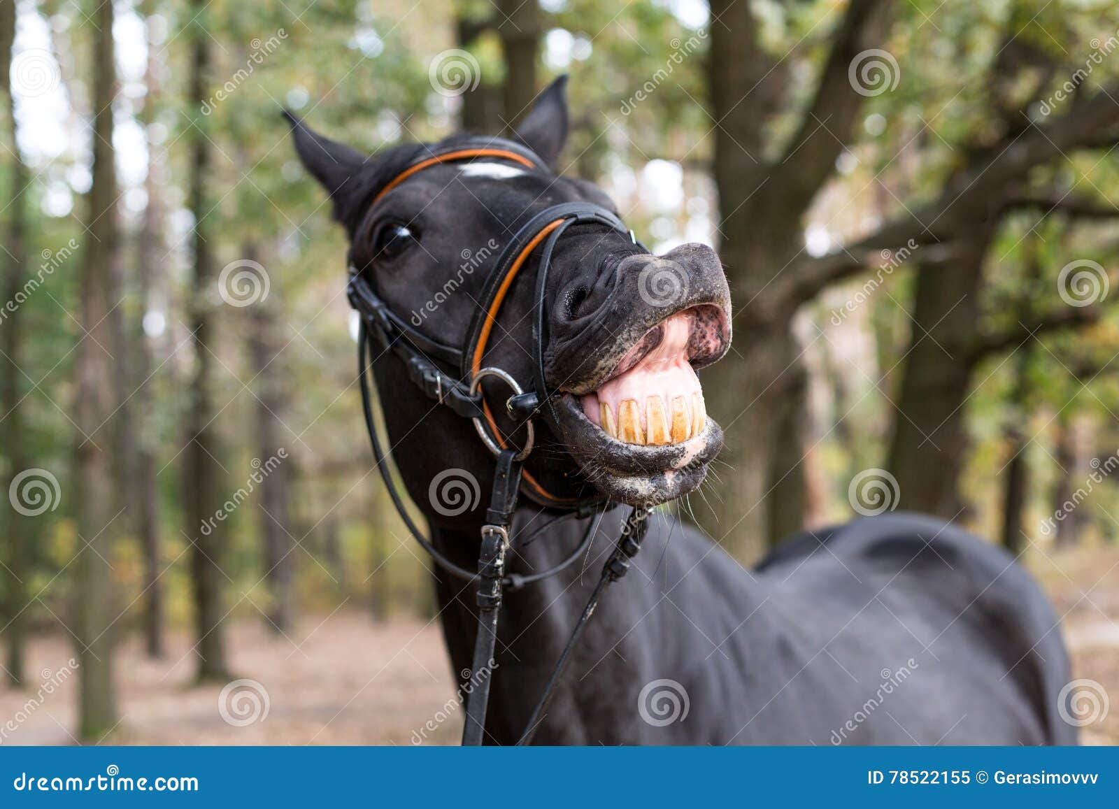 Funny smiling black horse stock image. Image of equine - 78522155