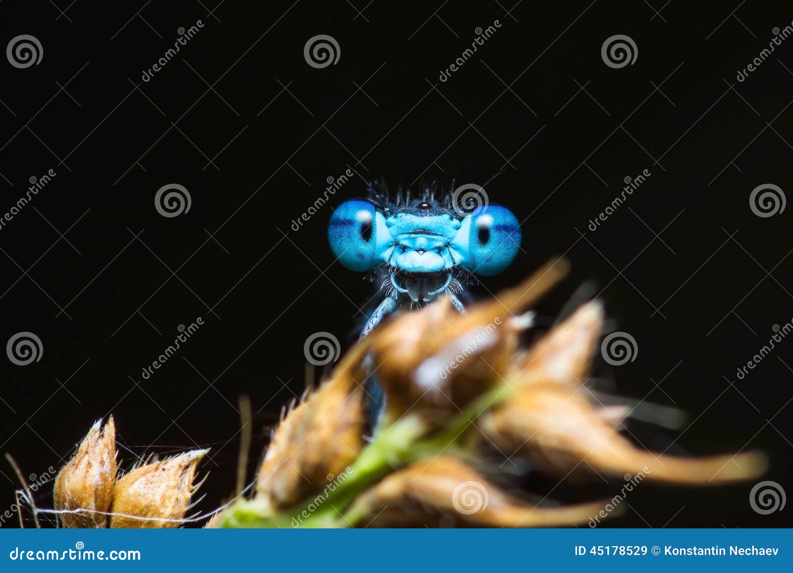Funny Smiling Blue Dragonfly Portrait on Dark Background Stock Image ...