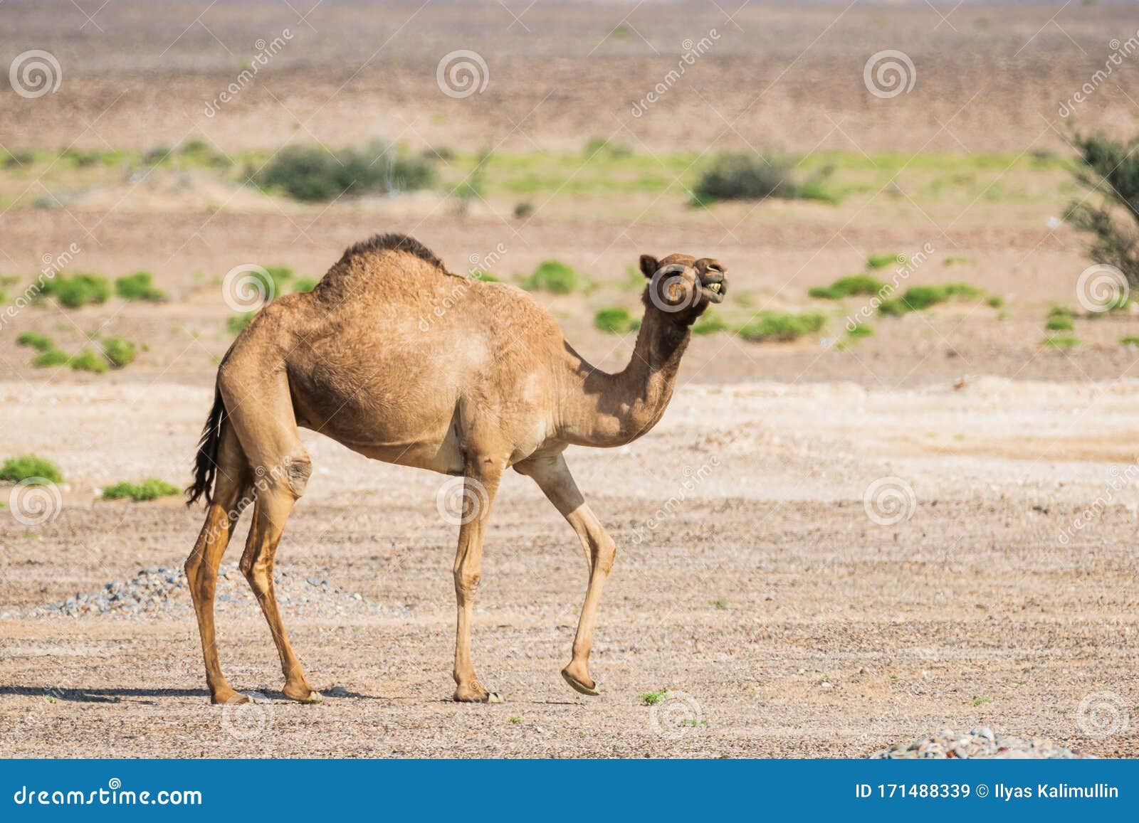 Funny Smiling Camel in Desert Stock Image - Image of sand, desert ...