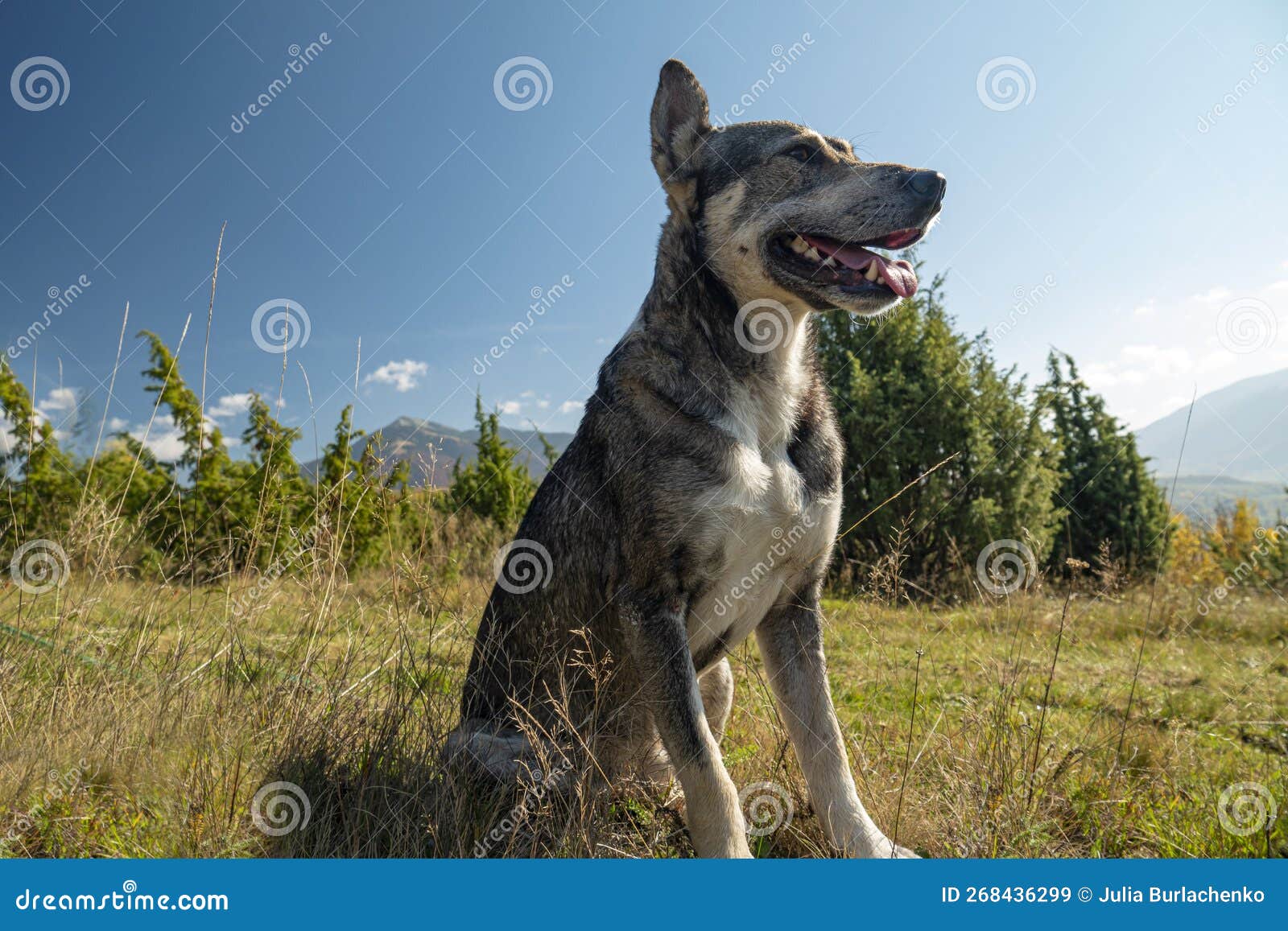 Funny smiling dog stock image. Image of profile, puppy - 268436299