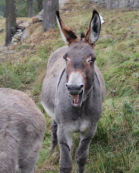 Funny and smiling donkey stock photo. Image of portrait - 21736664