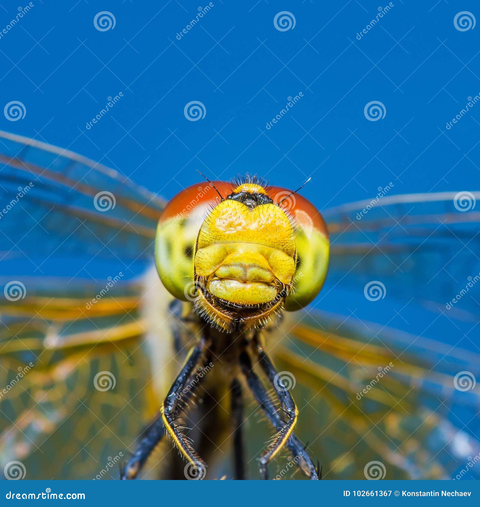 Funny Smiling Dragonfly Insect Portrait Stock Image - Image of creature ...