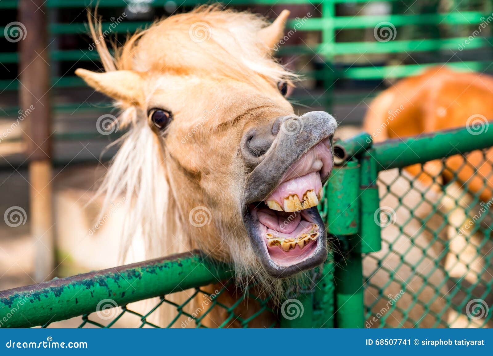 Funny Smiling Horse Portrait Stock Image - Image of equestrian ...