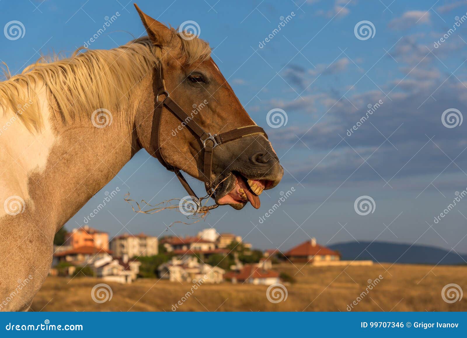 Funny Smiling Horse Portrait Stock Photo - Image of face, closeup: 99707346