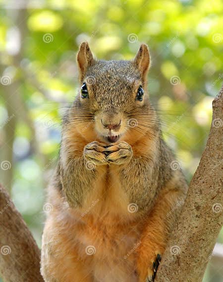 Funny Smiling Squirrel stock image. Image of expression - 8985321