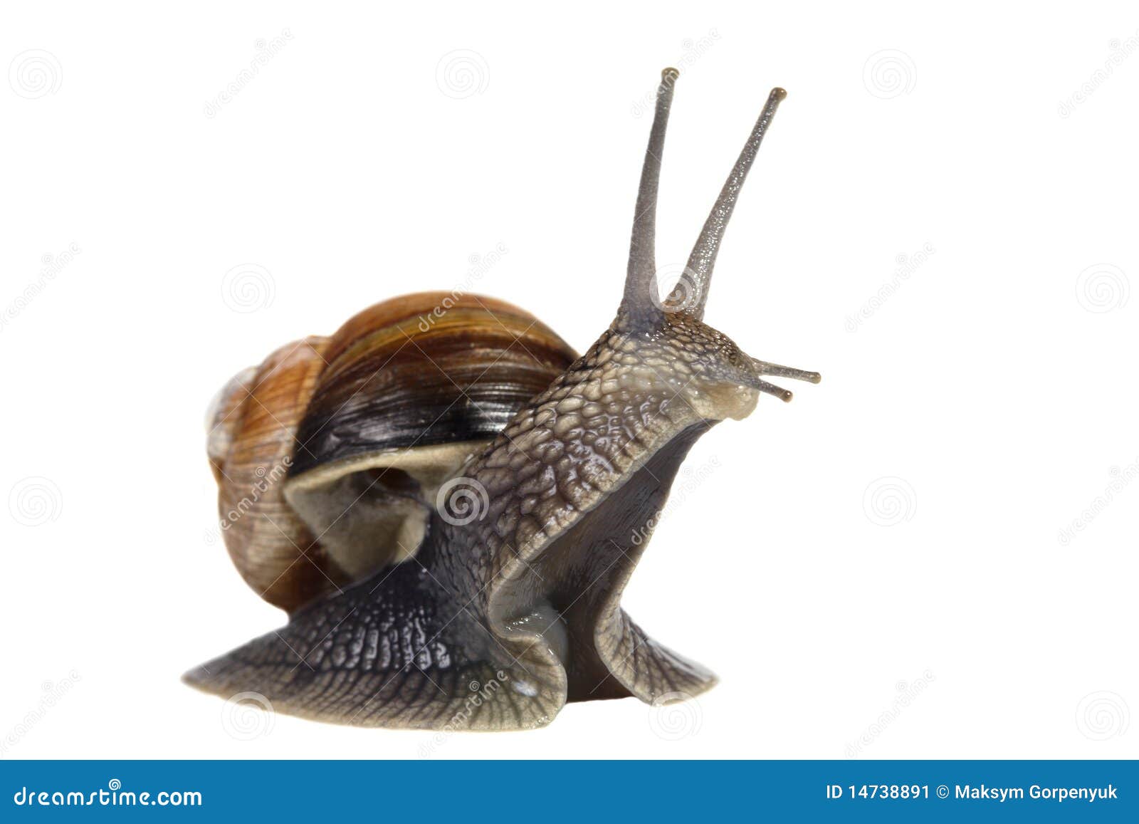 Funny snail stock image. Image of macro, slimy, gastropod - 14738891