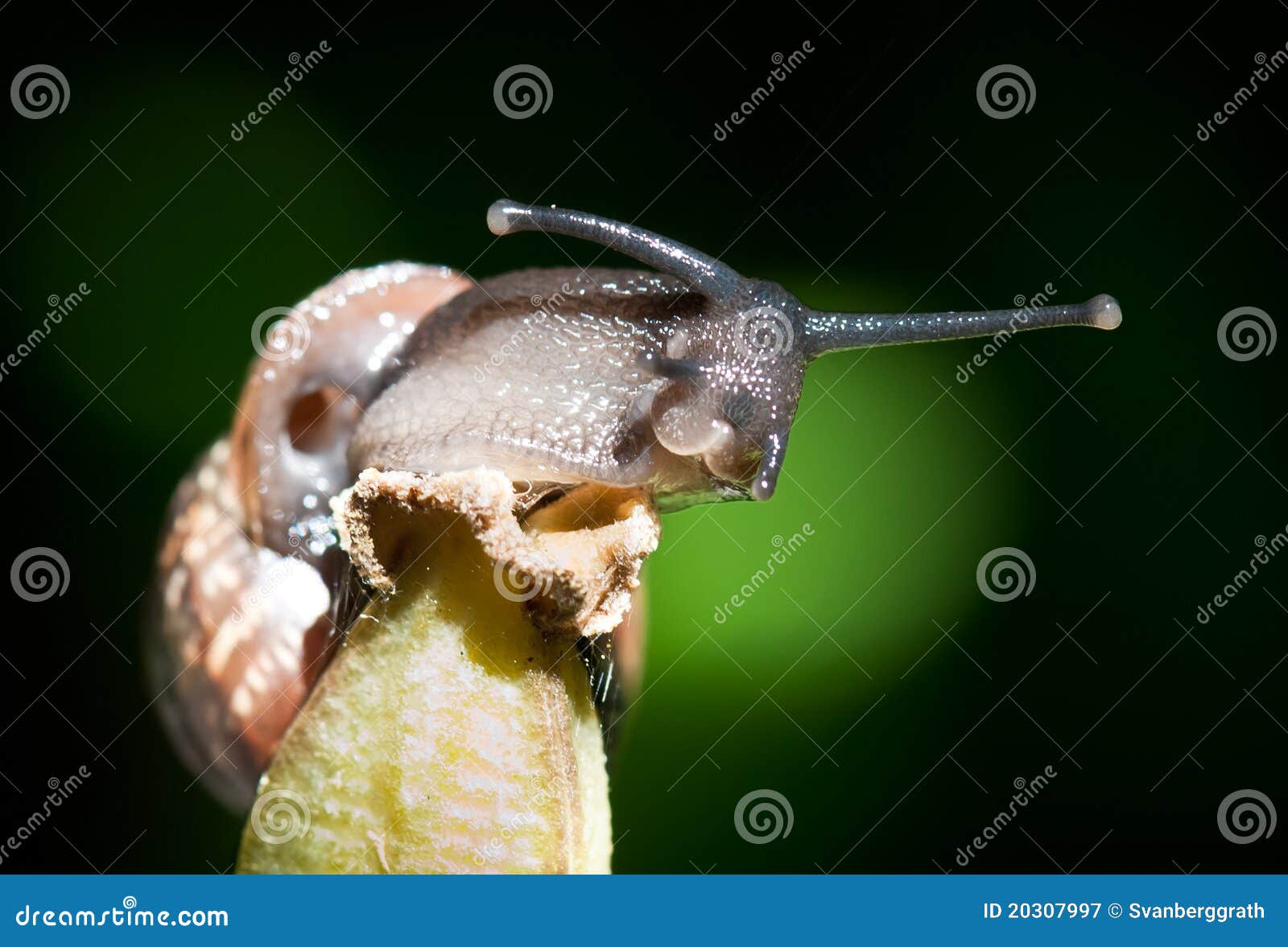 Funny snail stock image. Image of crawl, design, horizontal - 20307997