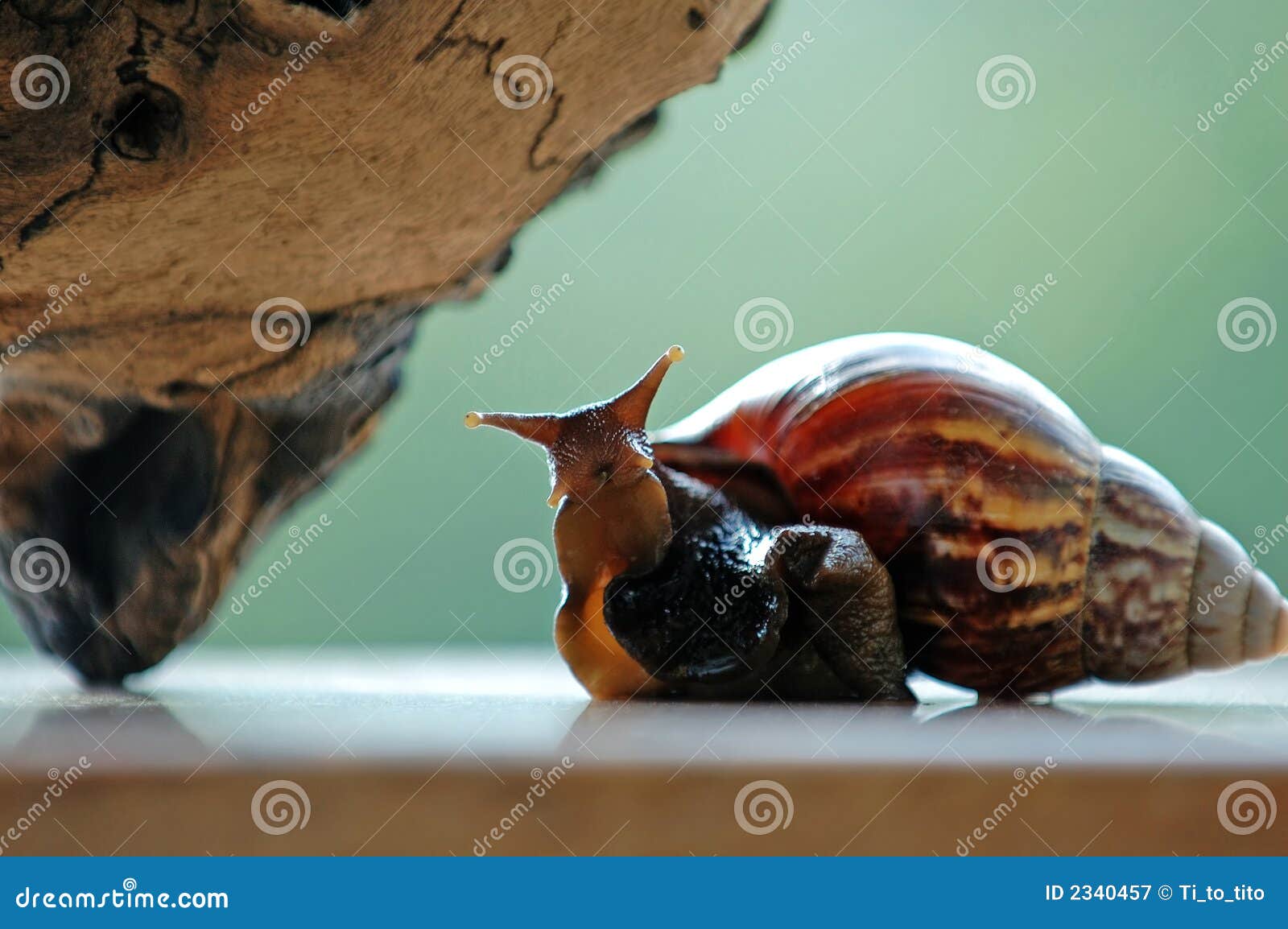 Funny snail stock image. Image of search, nature, daylight - 2340457