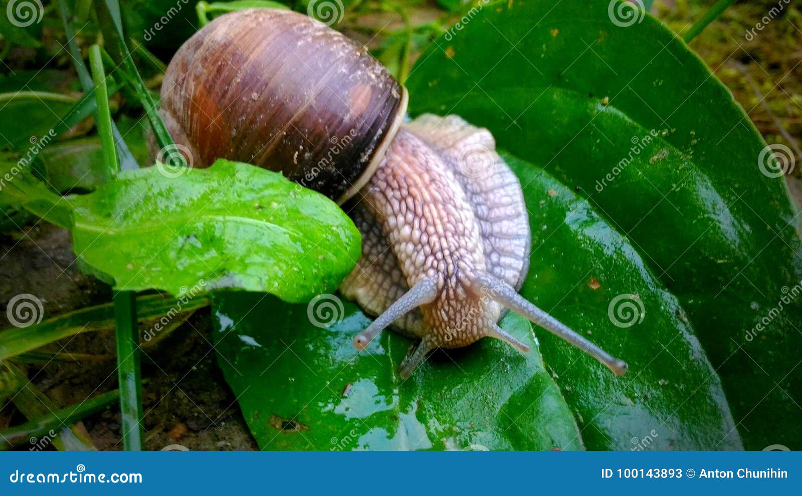Funny snail stock image. Image of snail, stting, animals - 100143893