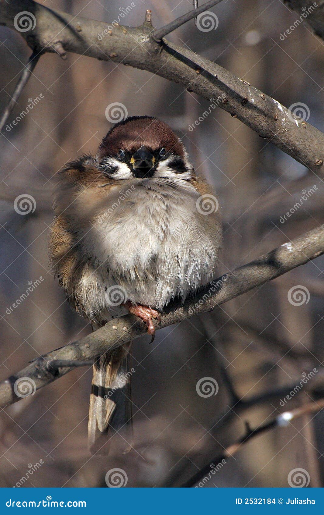 Funny Sparrow stock photo. Image of maple, nature, birds - 2532184