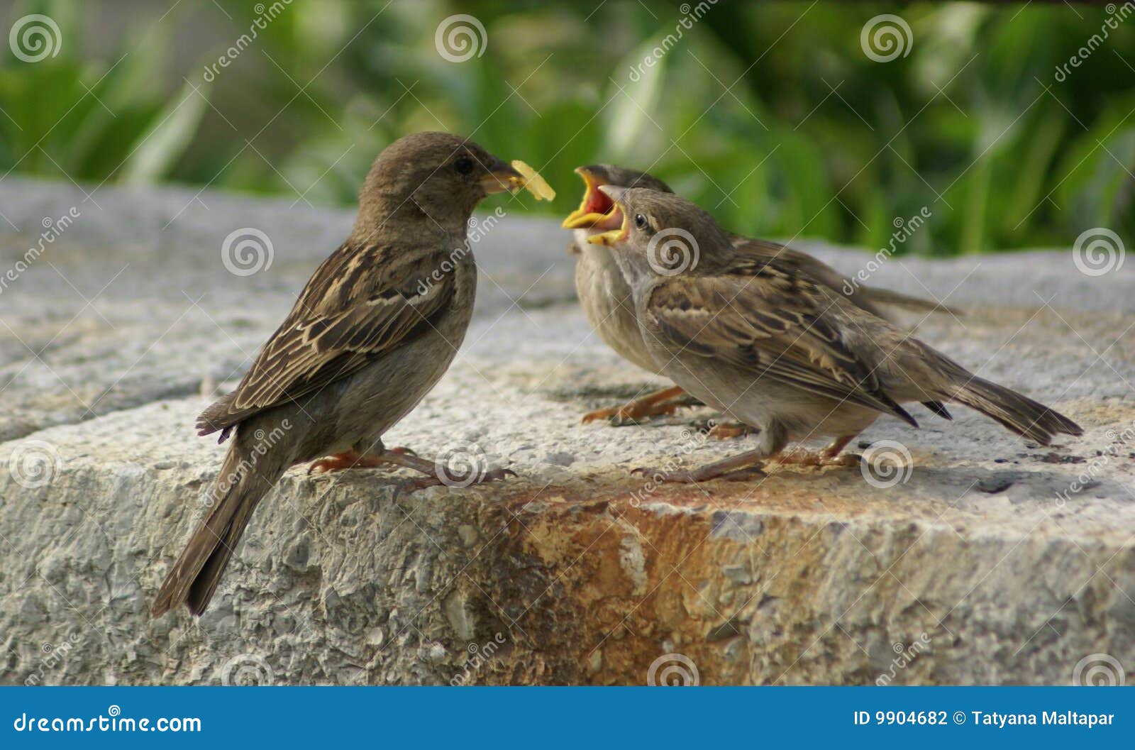 Funny sparrows stock photo. Image of family, mother, cubs - 9904682